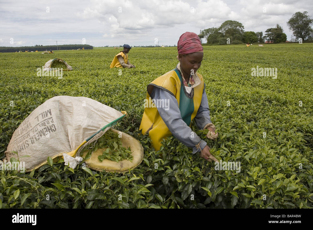 Kericho plantation hi-res stock photography and images - Alamy