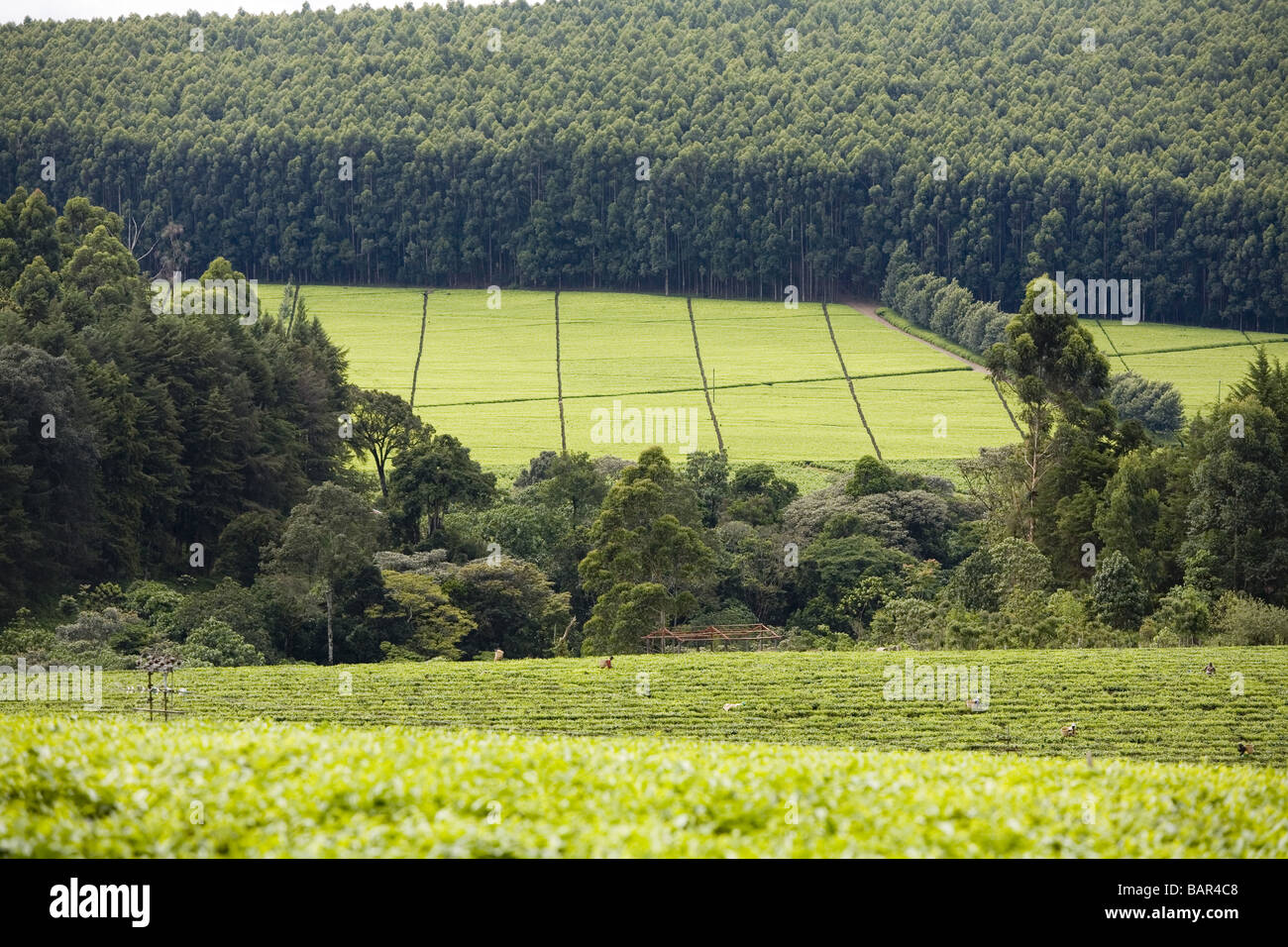 Kericho county tea plucking hi-res stock photography and images - Alamy