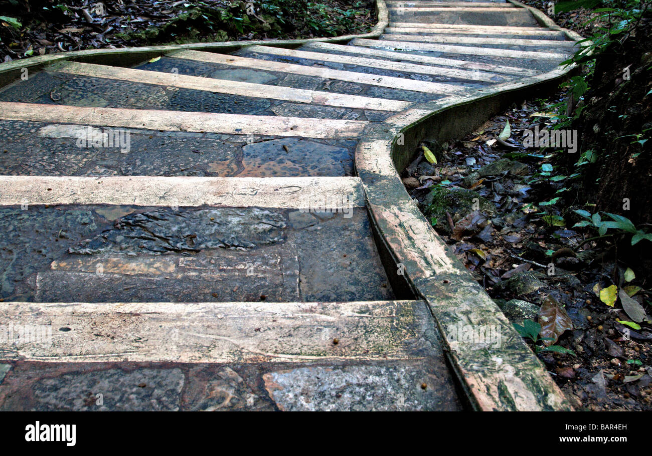 Path with stairs in jungle forest. Palenke, Mexico Stock Photo - Alamy