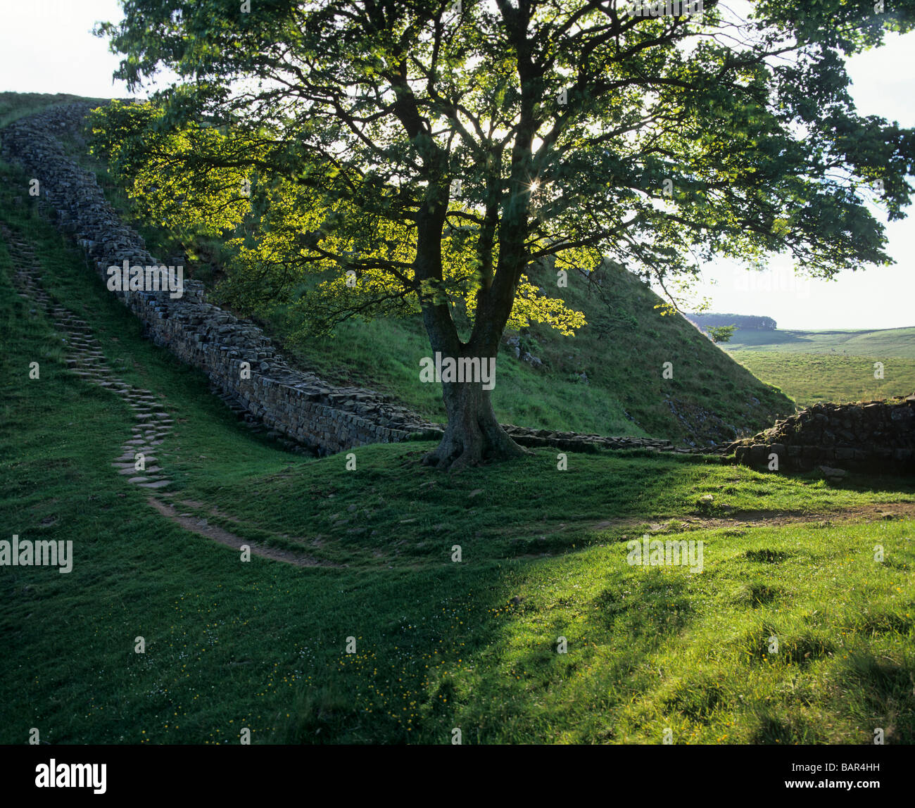The footpath and iconic tree at Sycamore Gap on Hadrian's Wall ...