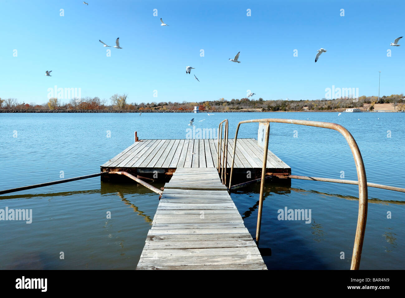 Seagulls swoop over an Oklahoma lake and boat dock while hunting fish ...