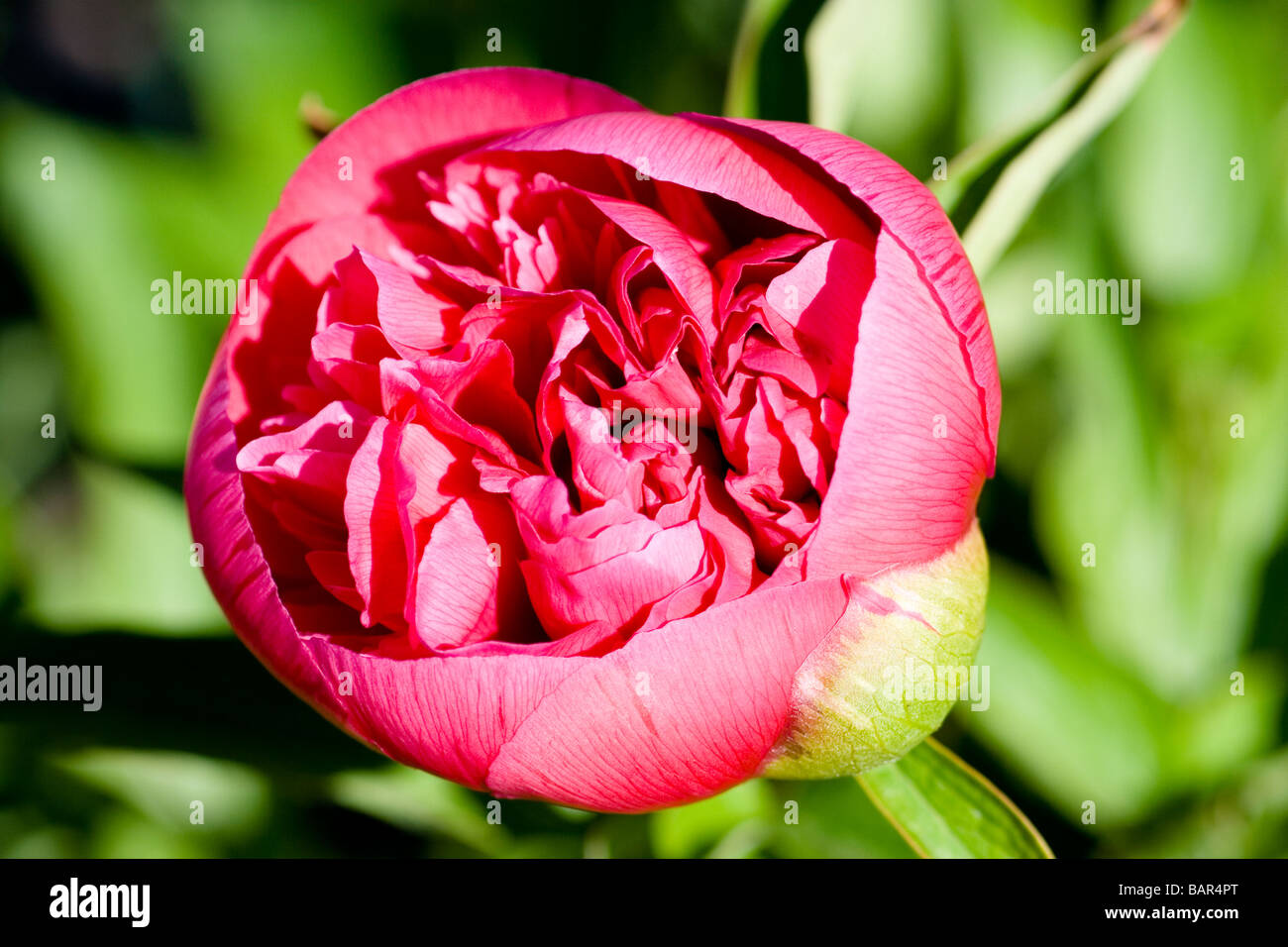 Busch pfingstrosen hi-res stock photography and images - Alamy