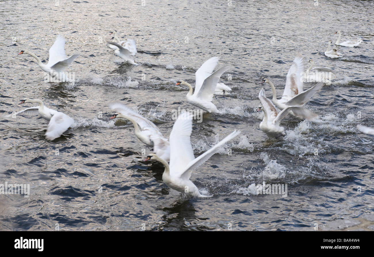 Swans on the River Thames in Kingston, Surrey, UK Stock Photo - Alamy