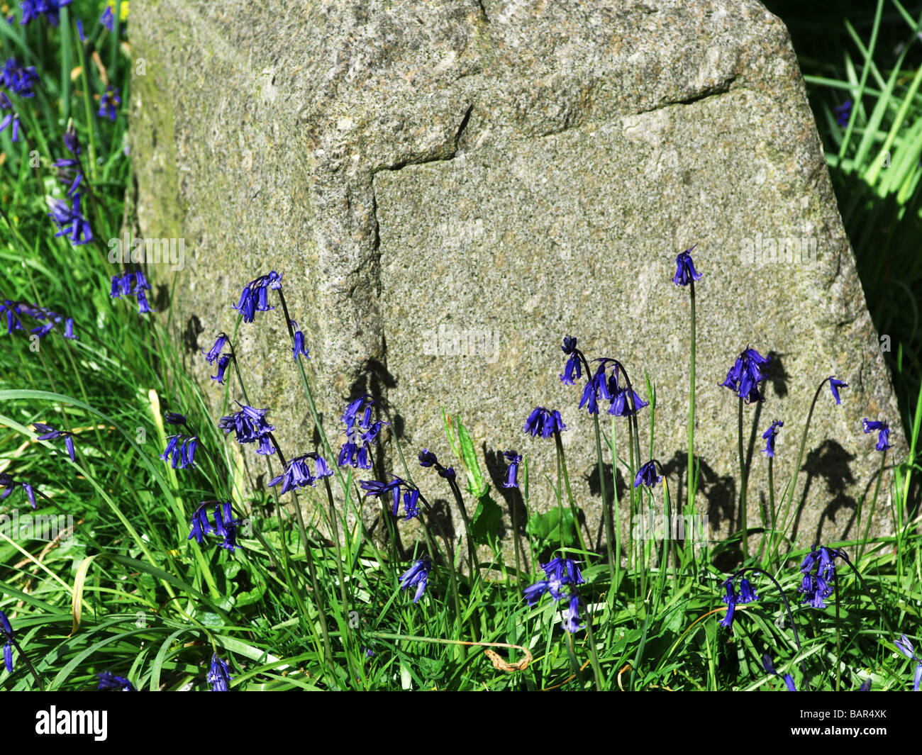 gravestones lit by the sun in a country cemetery Stock Photo - Alamy