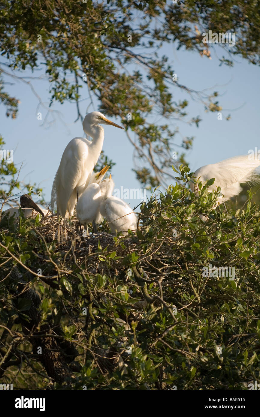 Great Egret nest with fledglings and Wood Stork Stock Photo - Alamy