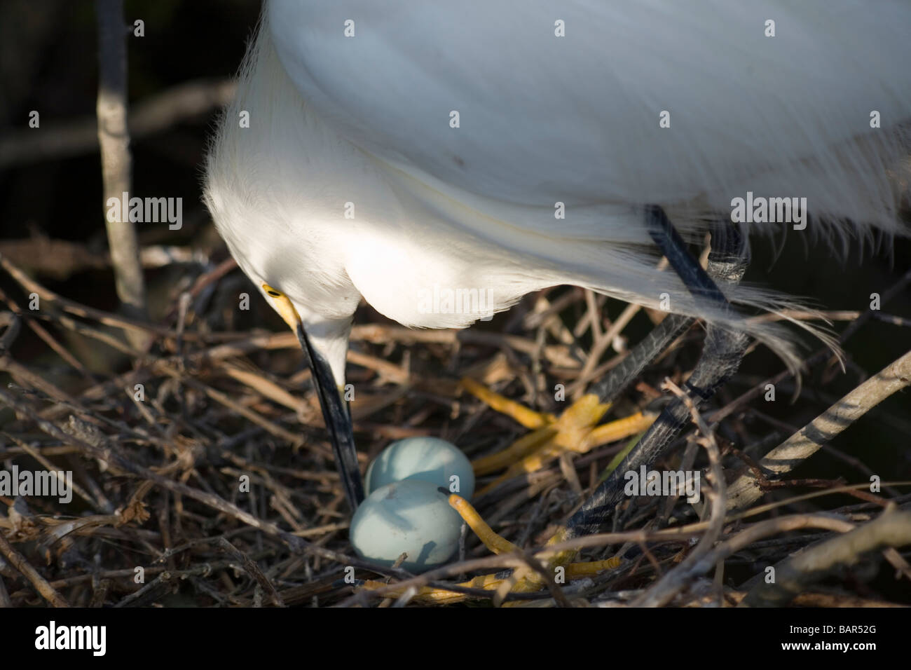Little egret nest hi-res stock photography and images - Alamy