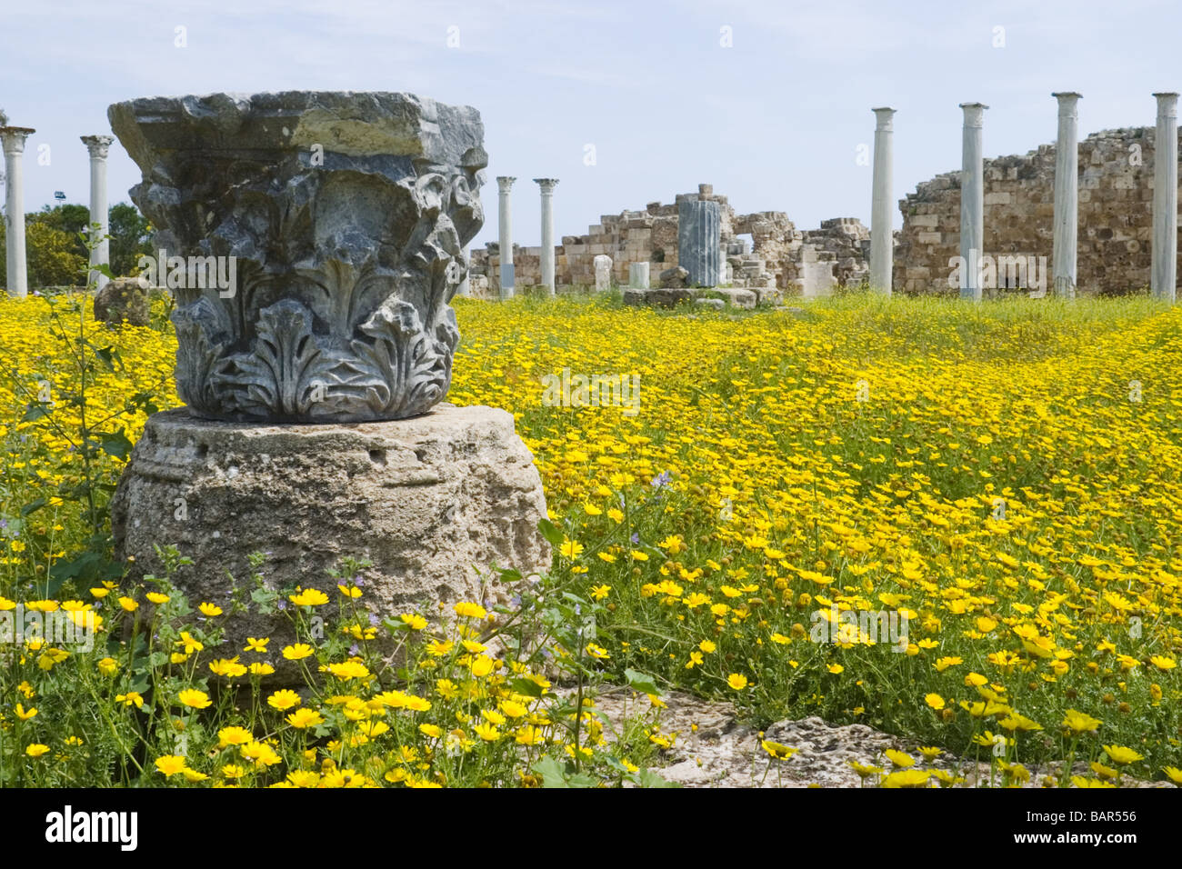 Yellow spring flowers at Salamis Roman Ruins North Cyprus Stock Photo ...