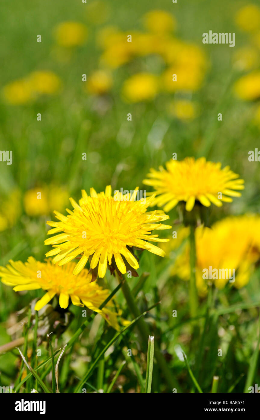 Dandelions hi-res stock photography and images - Alamy