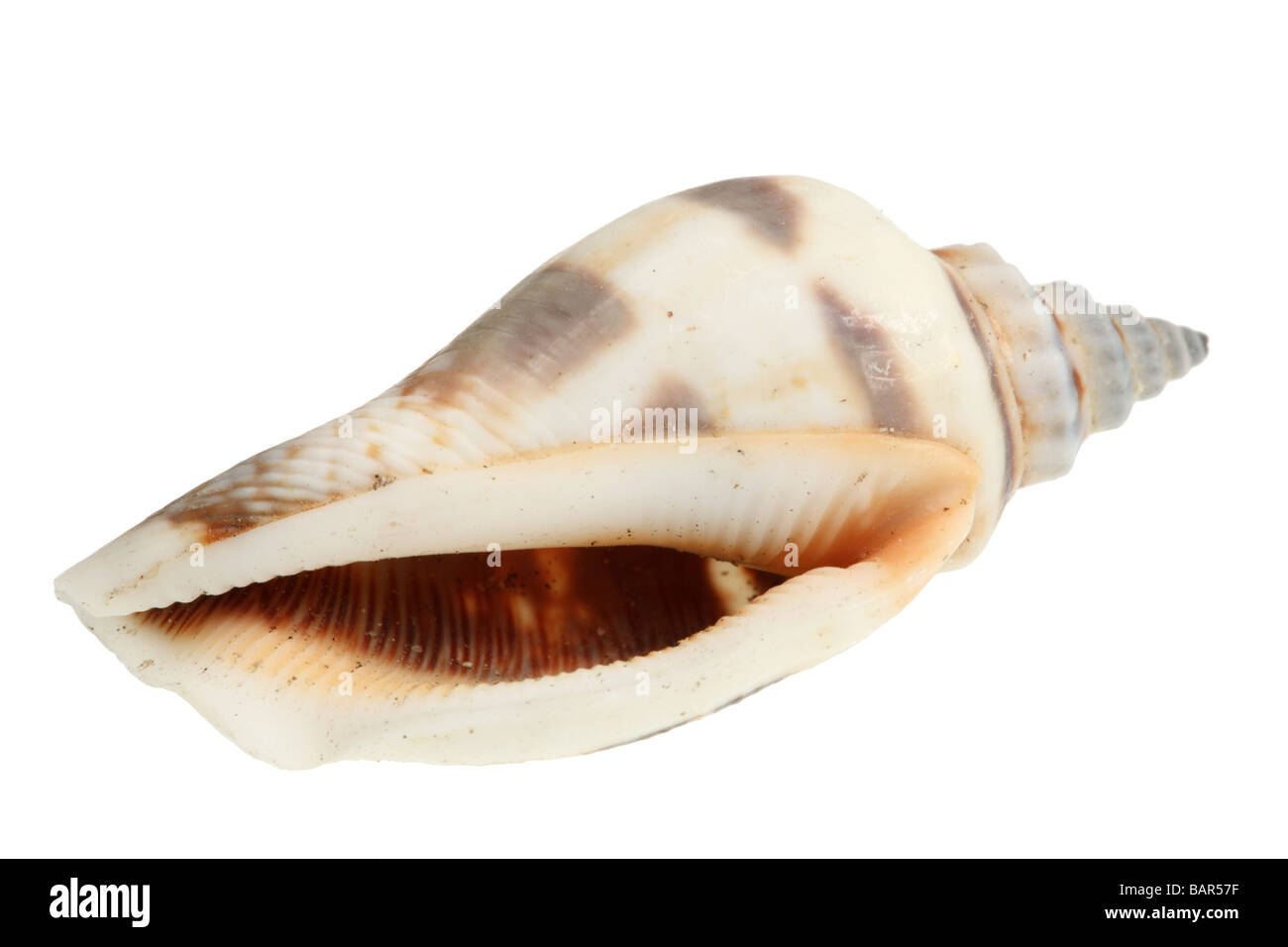 Sea conch isolated on white background Stock Photo - Alamy