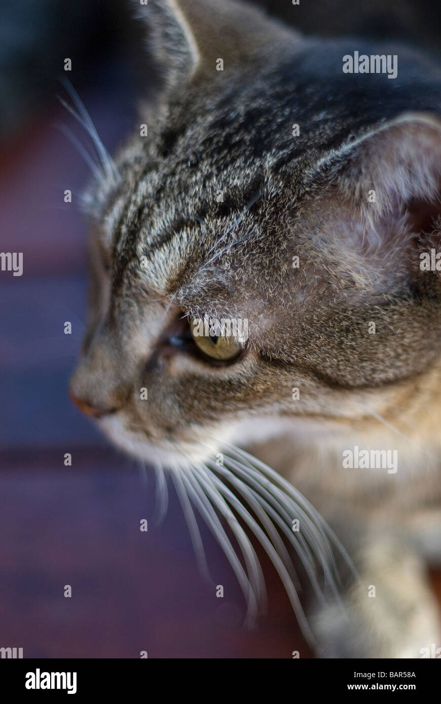 Harold the cat Stock Photo - Alamy