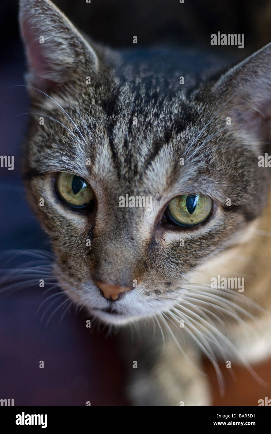 tabby cat Harold Stock Photo - Alamy