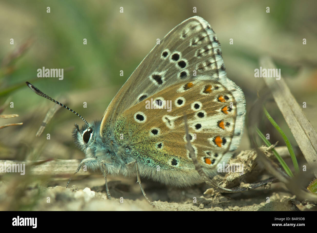 Adonis blue butterfly uk hi-res stock photography and images - Alamy