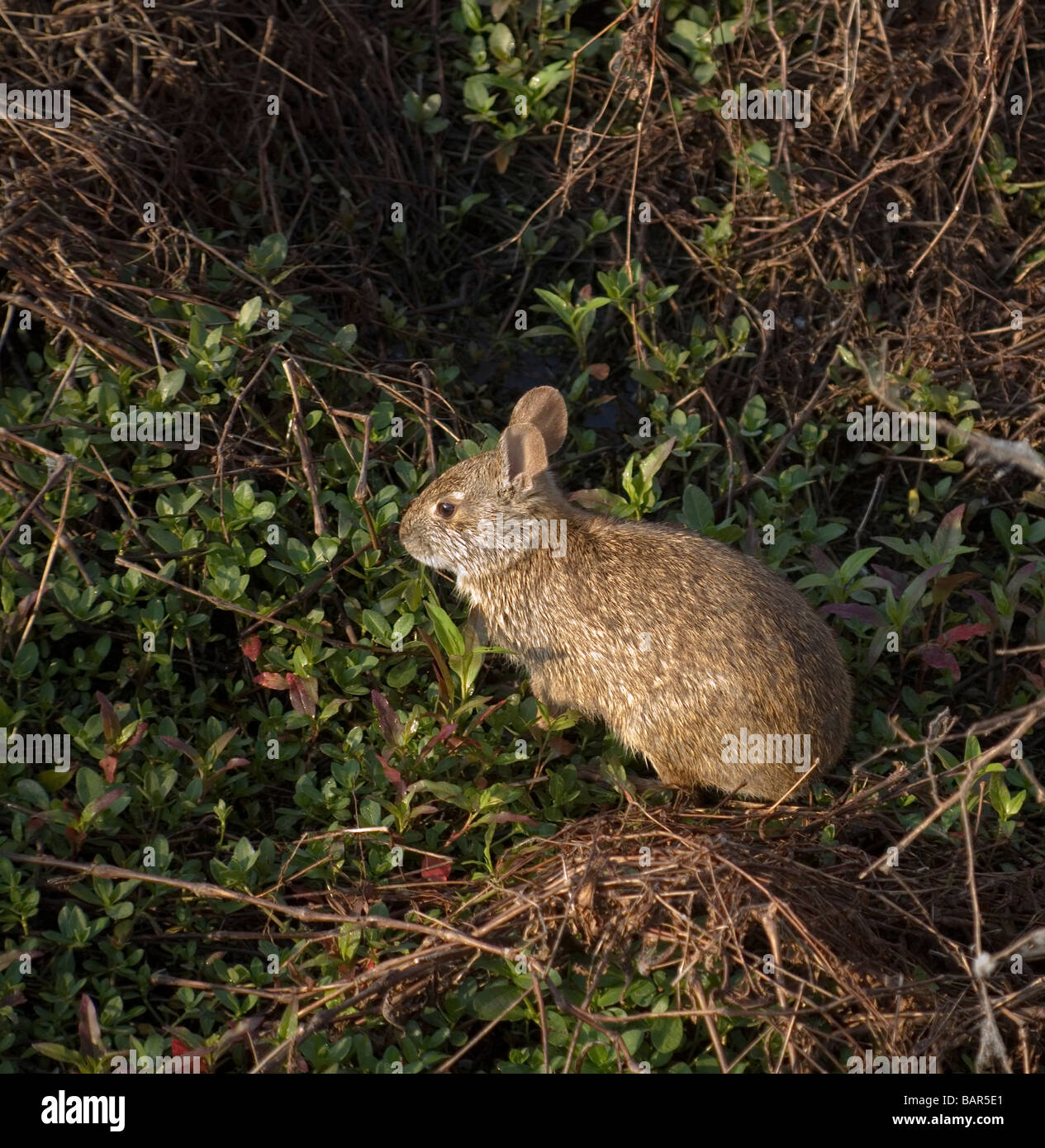 Marsh rabbit in prairie preserve hi-res stock photography and images ...