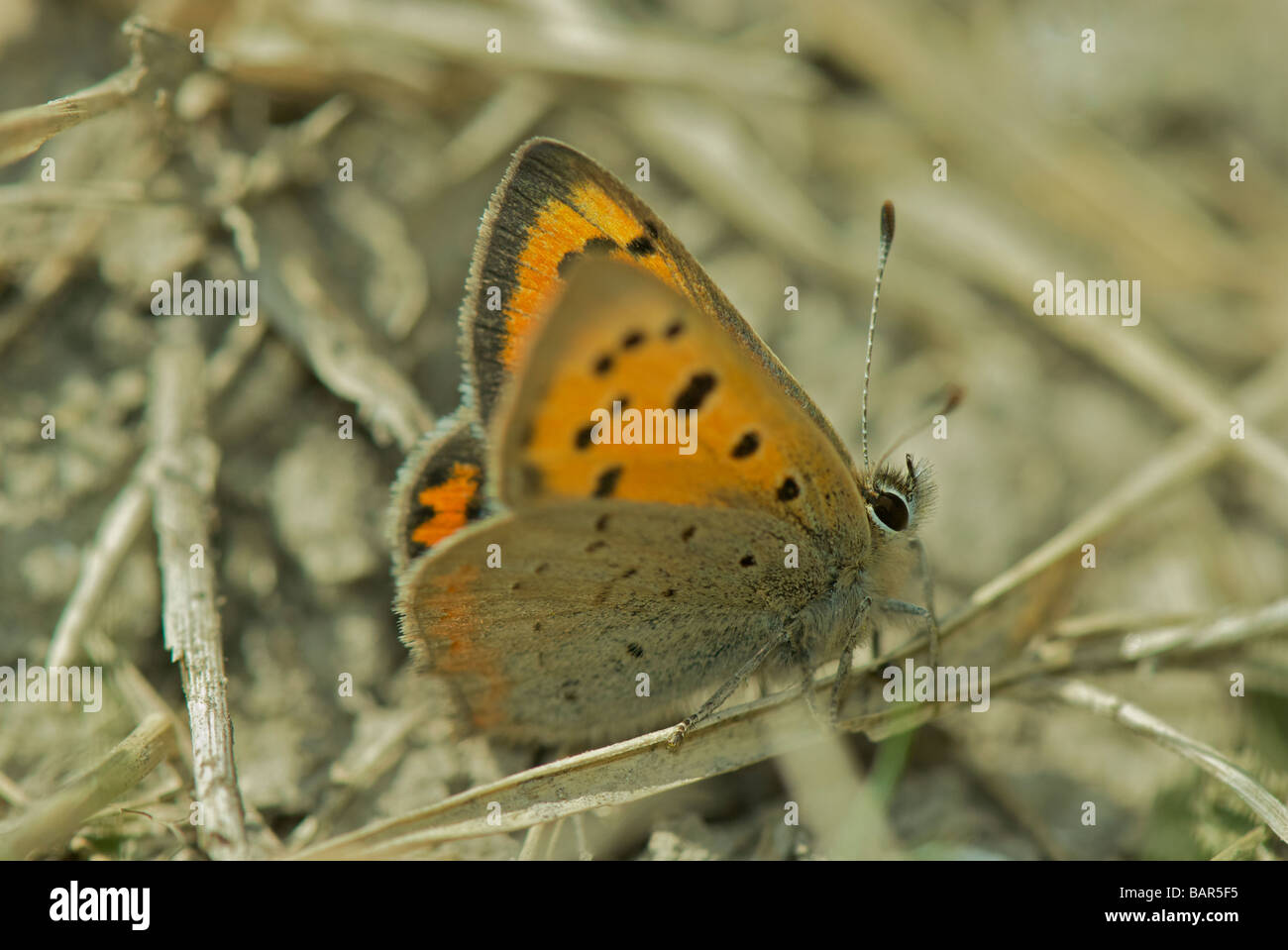 Small Copper butterfly Dorset May 2009 Stock Photo - Alamy