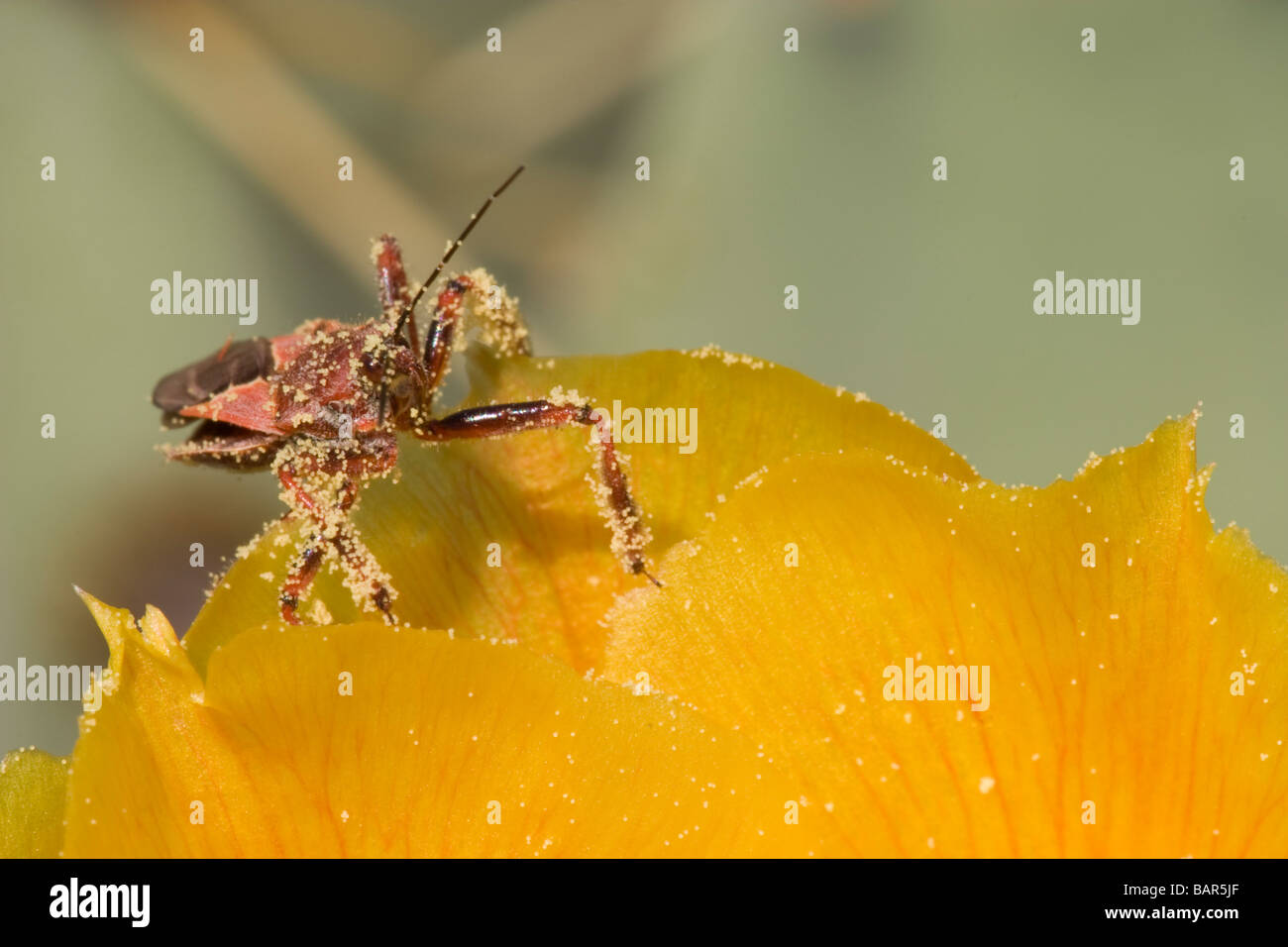 A pollen covered ladened bug crawling on a yellow prickly pear cactus ...