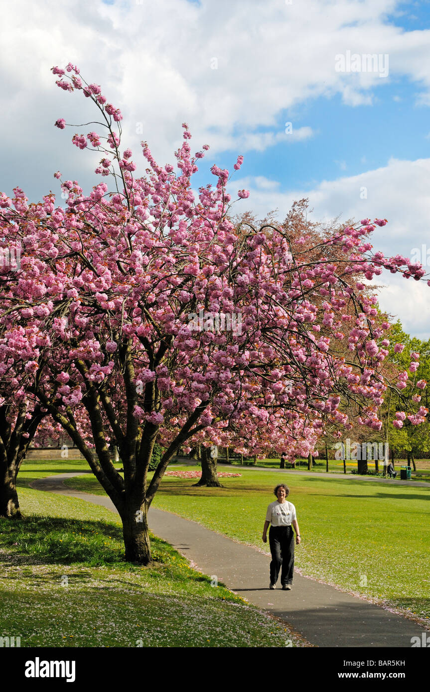 Ornamental Flowering cherry trees in blossom Potternewton Park Leeds ...
