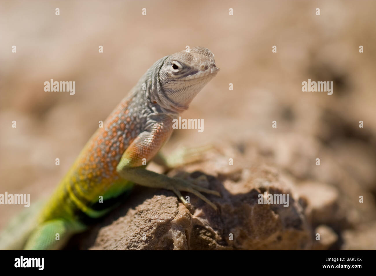 A colorful Gecko lizard resting on a rock in Big Bend National Park ...