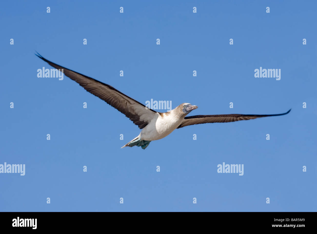 Blue-footed Booby in flight show sharply-pointed wings which allow ...