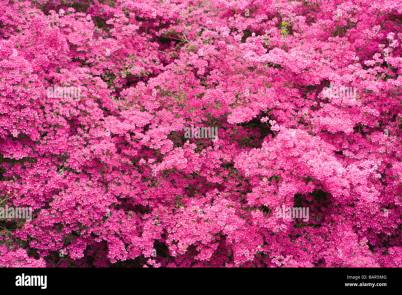 Azalea hi-res stock photography and images - Alamy