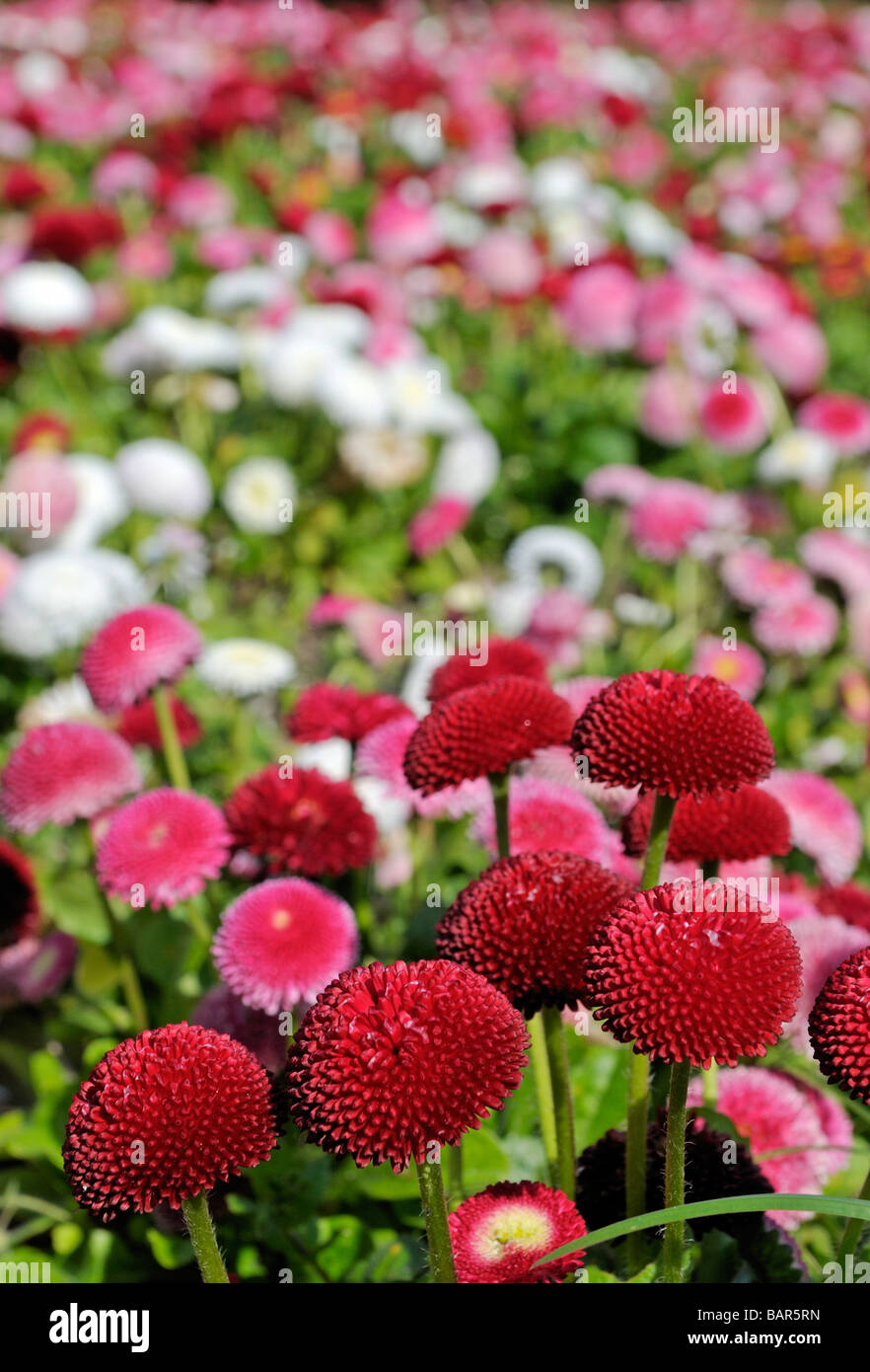 Red daisy Bellis perennis Cultivar Pomponette double daisy Stock Photo ...