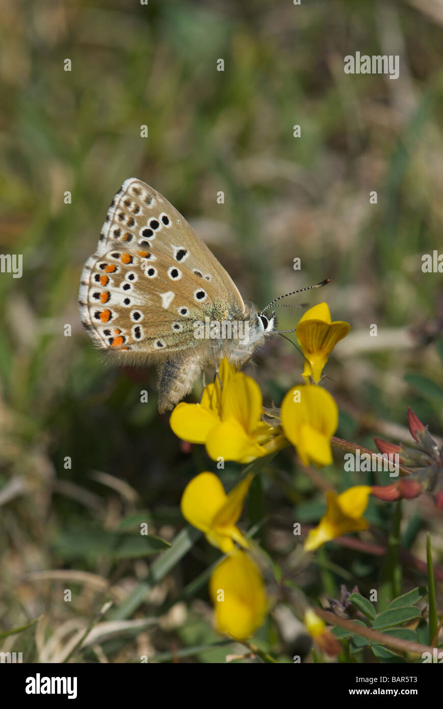 Female Adonis Blue butterfly Dorset May 2009 on Vetch flower Stock ...