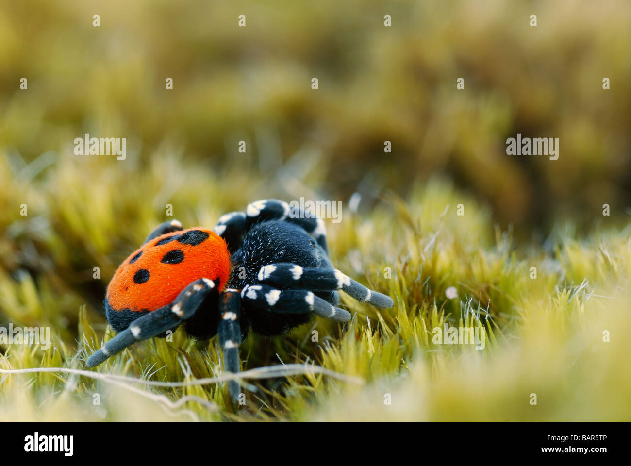 Ladybird spider hi-res stock photography and images - Alamy