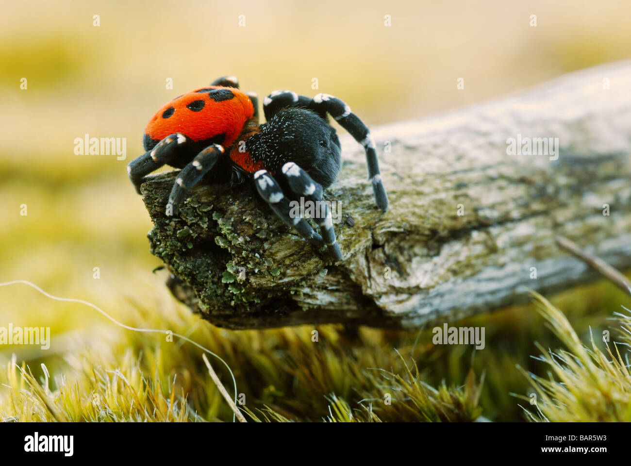 Ladybird spider eresus sandaliatus hi-res stock photography and images ...