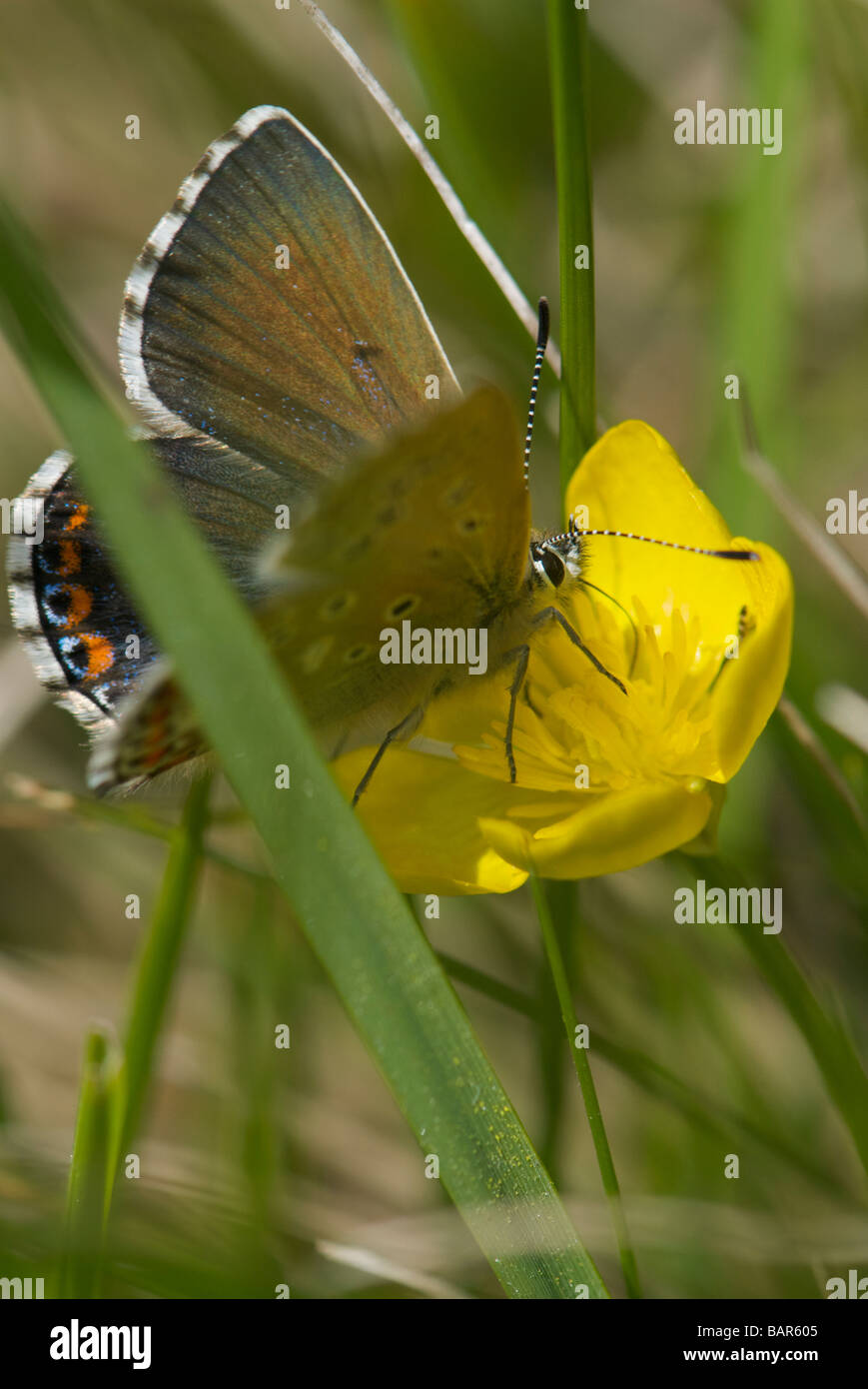 Female Adonis Blue butterfly Dorset May 2009 on buttercup Stock Photo ...