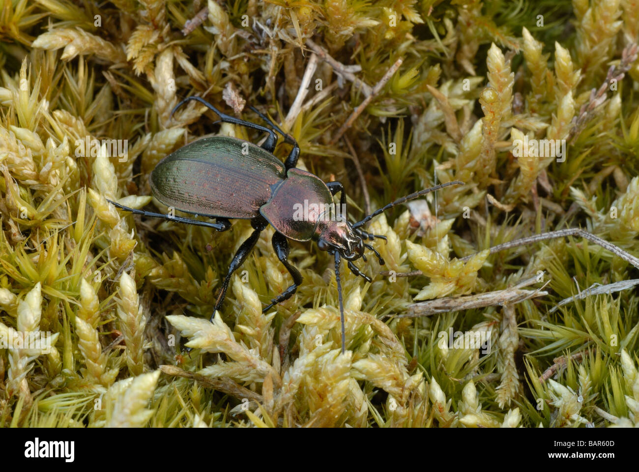Carabus arvensis hi-res stock photography and images - Alamy