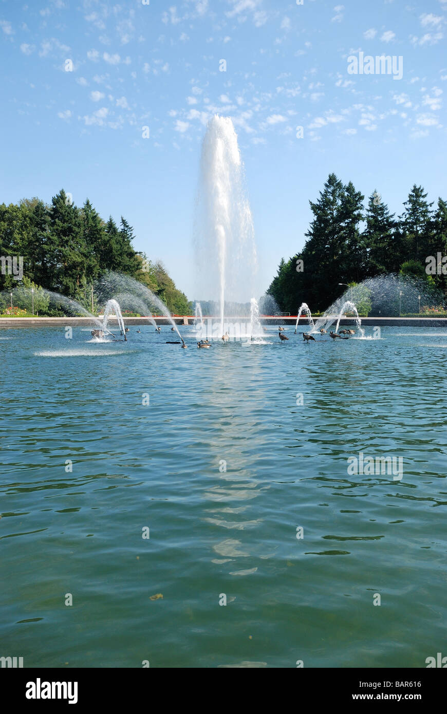 Fountain and waterfowl at the University of Washington University ...