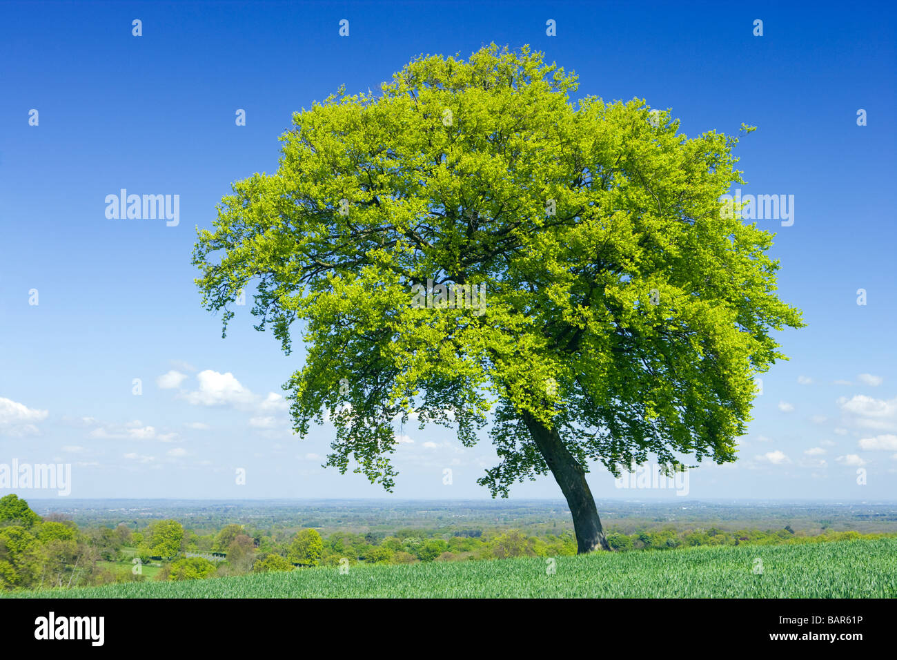 Lone beech tree in farm field. North Downs at Clandon, Surrey, UK Stock ...