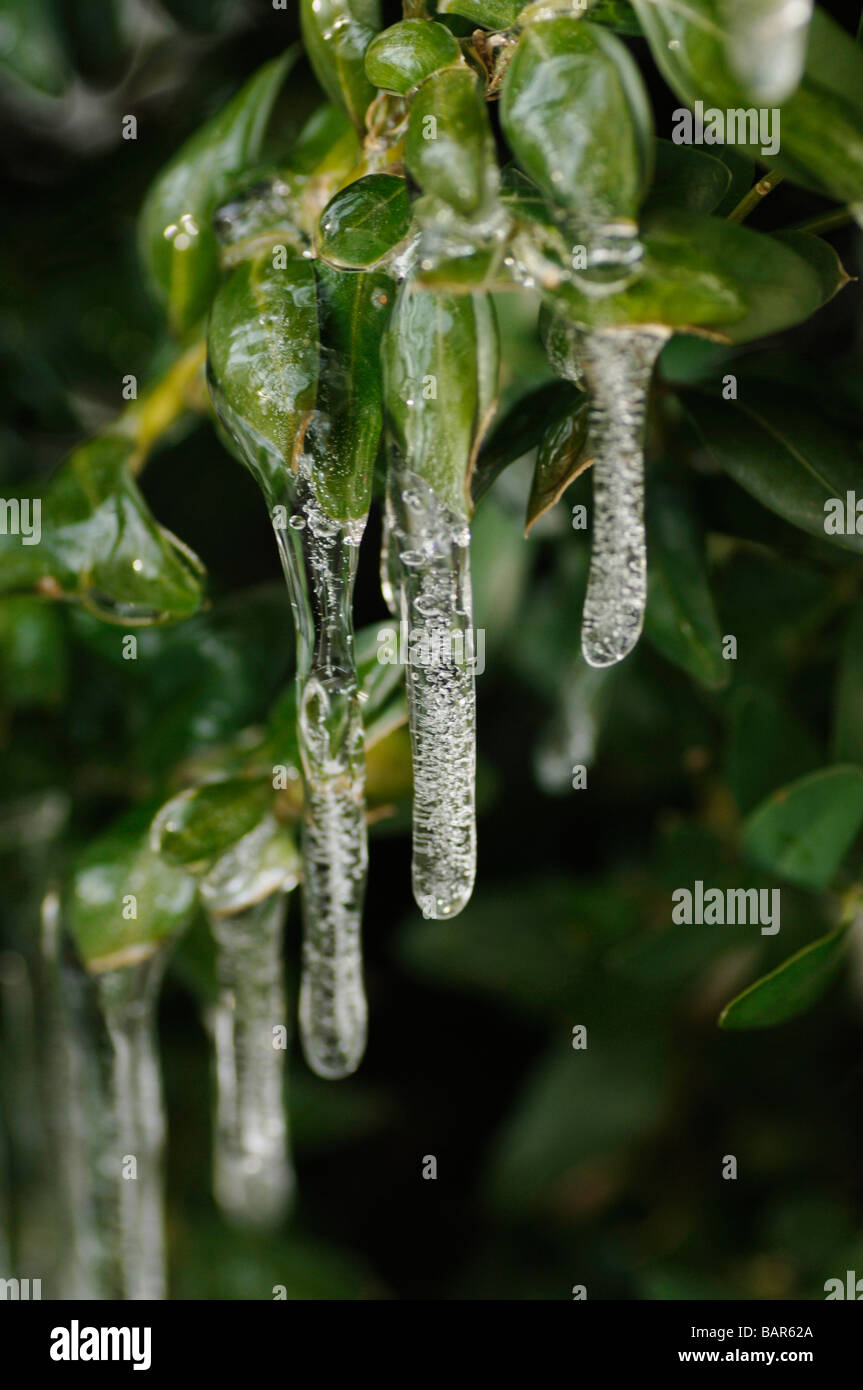 Icicles on plant, close-up Stock Photo - Alamy