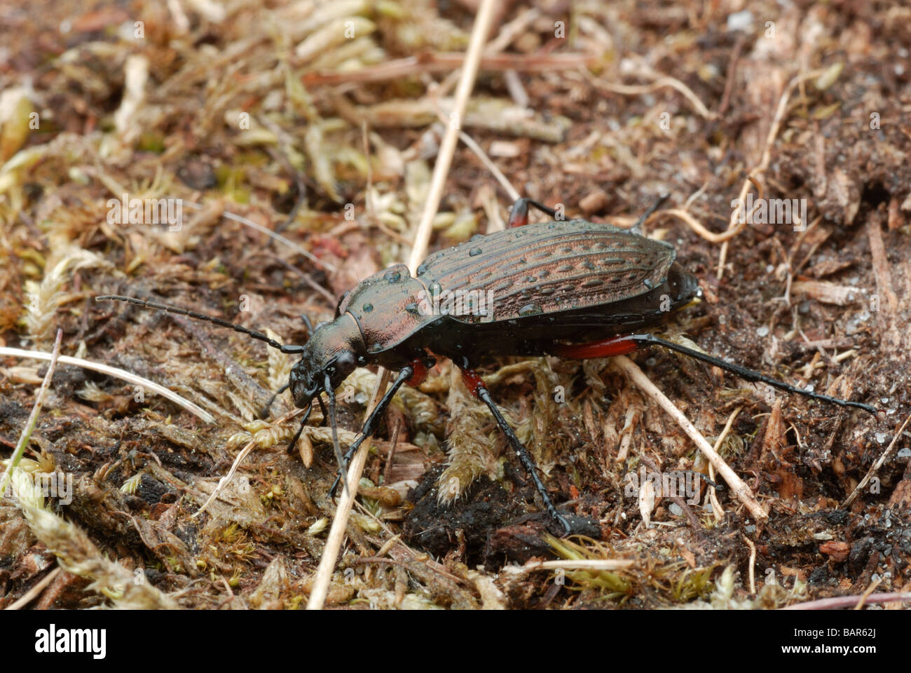 Carabus granulatus with red legs Stock Photo - Alamy