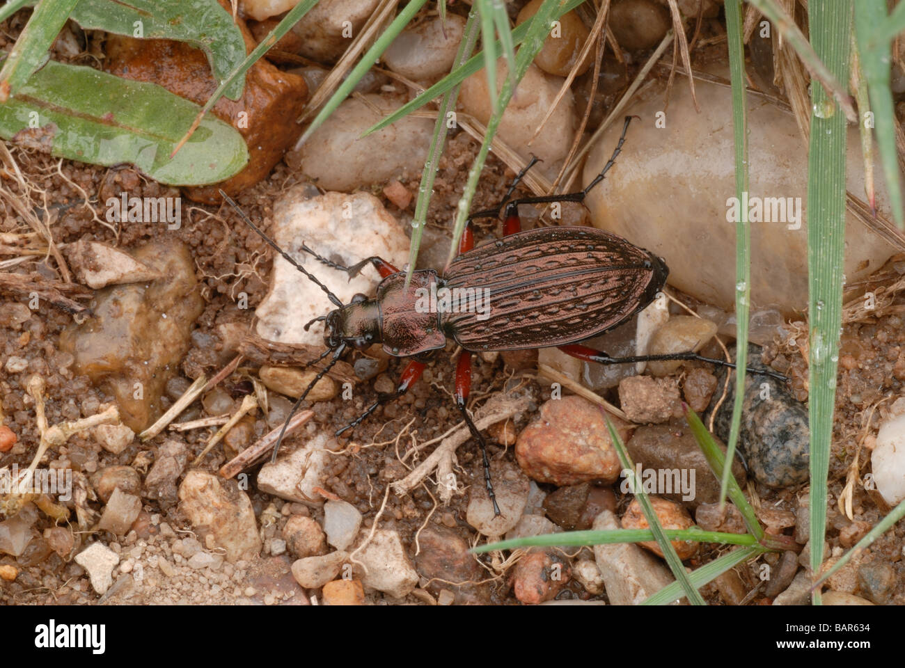 Carabus granulatus with red legs Stock Photo - Alamy
