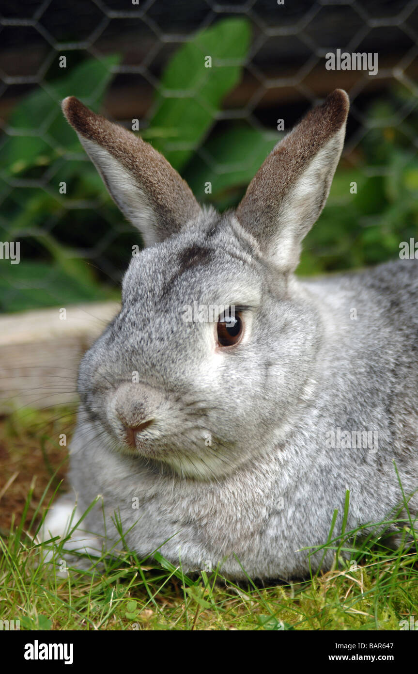 Grey rabbit, close-up Stock Photo - Alamy