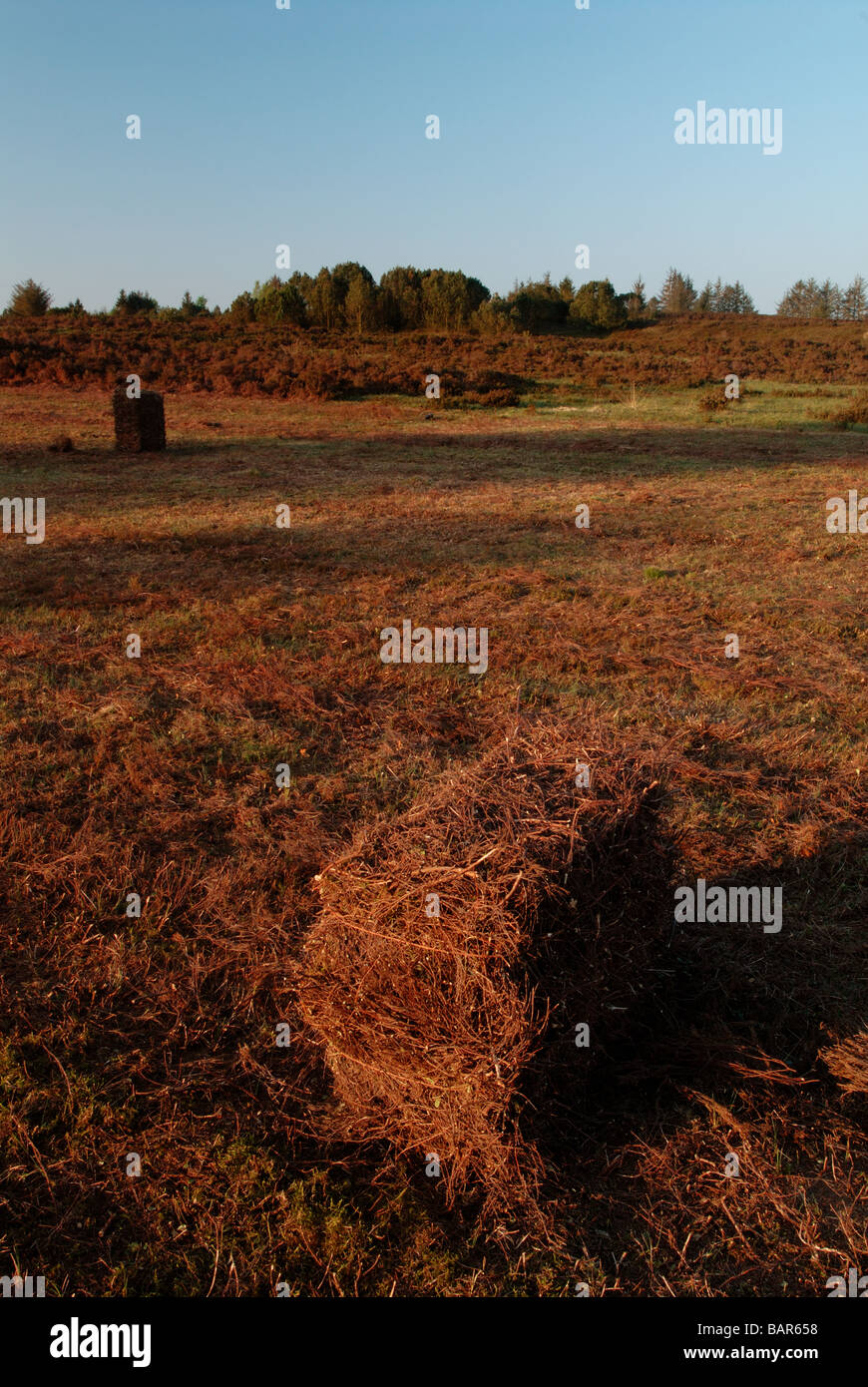 Heather cutting hi-res stock photography and images - Alamy