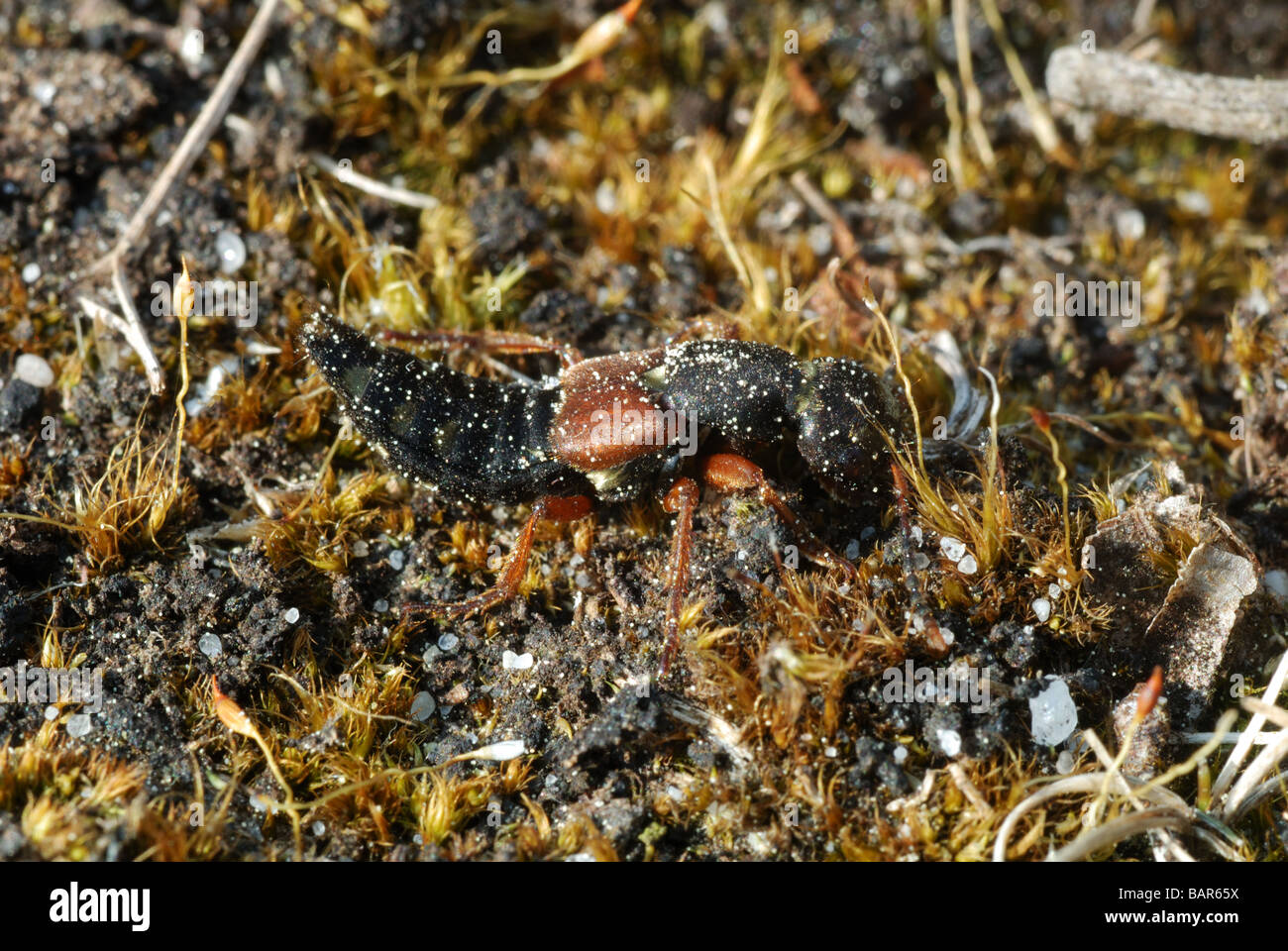Staphylinus erythropterus hi-res stock photography and images - Alamy