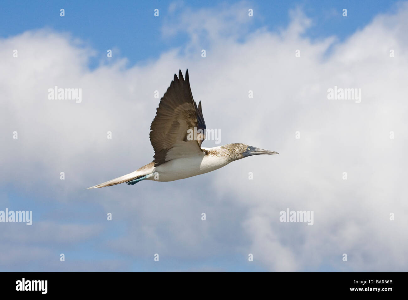 Blue-footed Booby in flight Stock Photo - Alamy