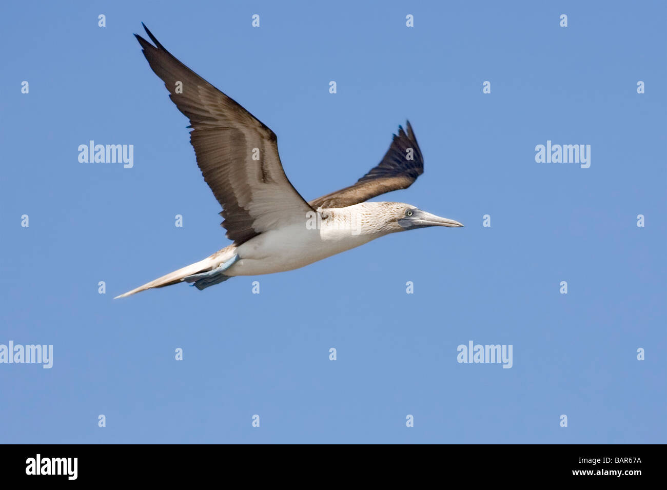 Blue-footed Booby in flight Stock Photo - Alamy