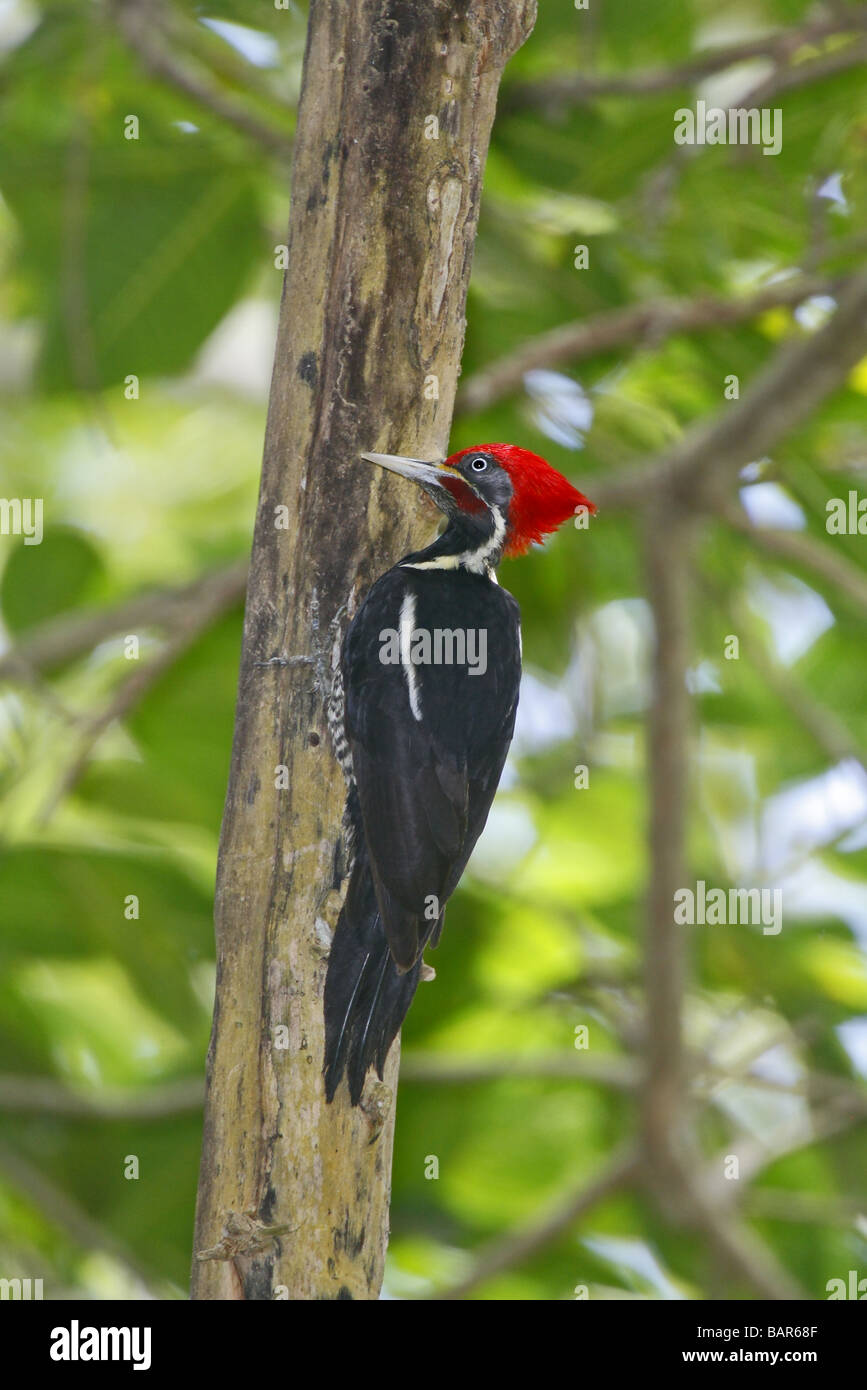 Lineated Woodpecker Dryocopus lineatus Sayulita Nayarit Mexico 1 April ...