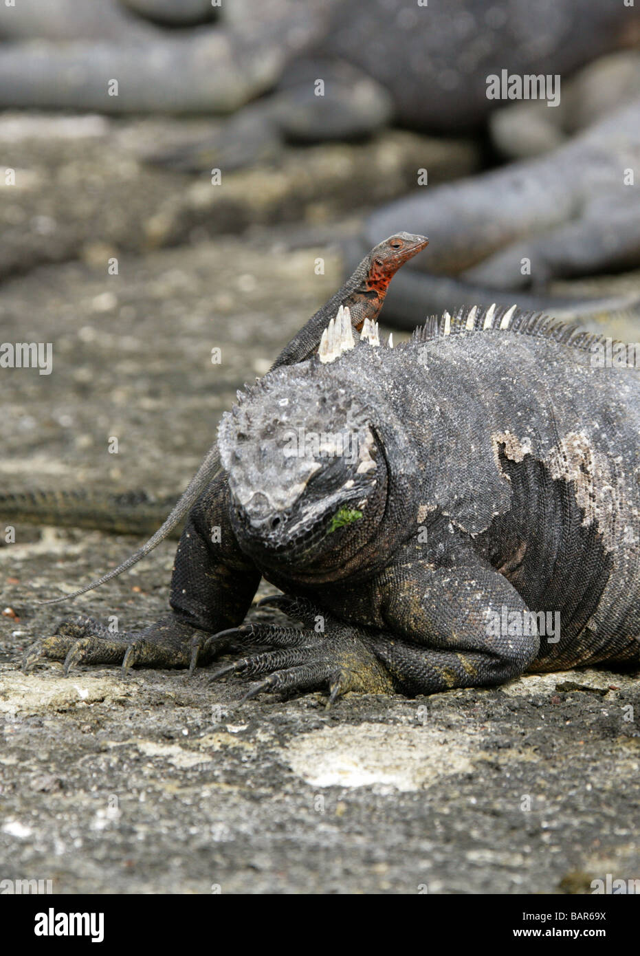 Lava Lizard (Microlophus albemarlensis) Using a Marine Iguana ...