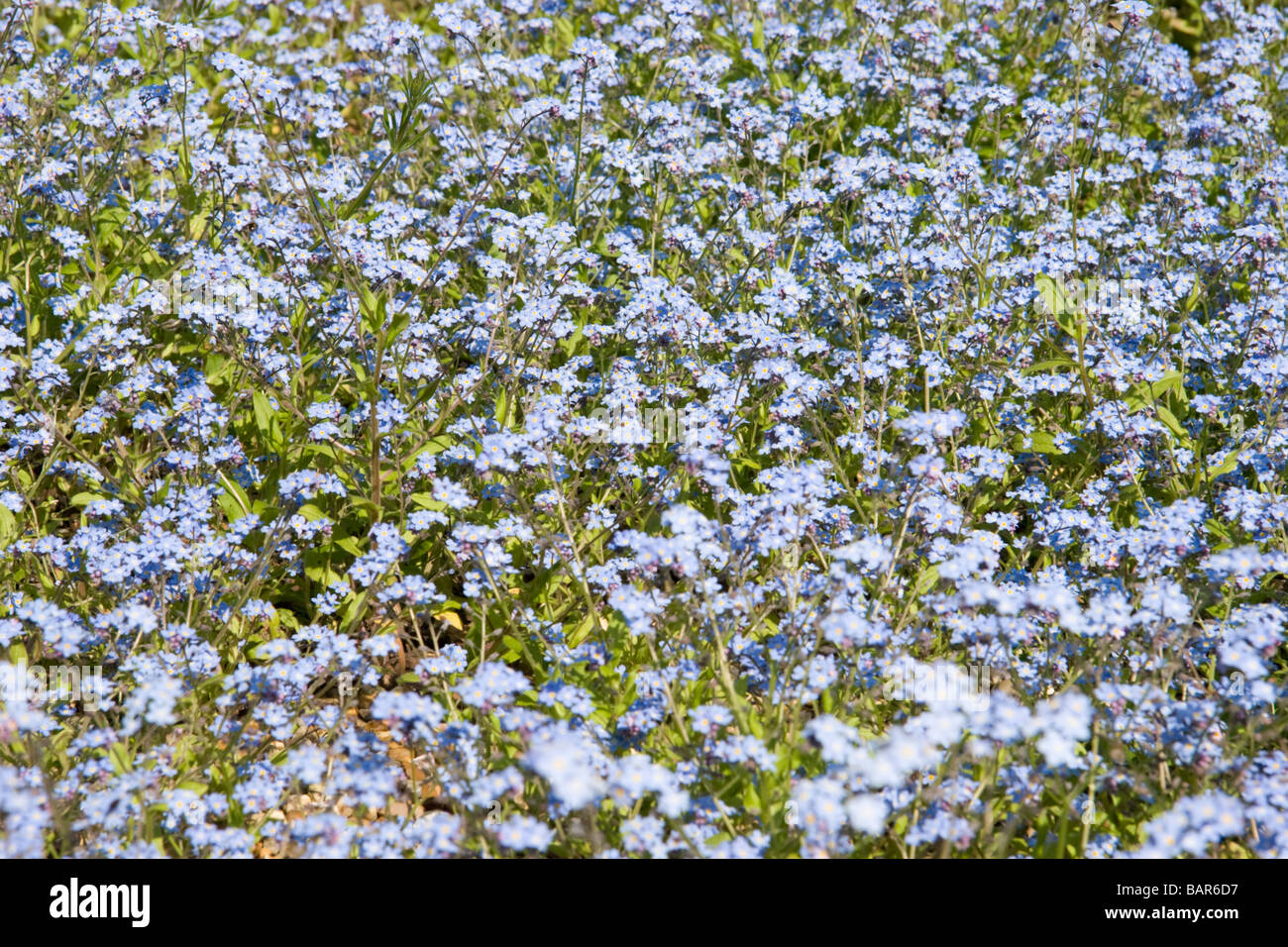 Forget Me Nots Stock Photo - Alamy