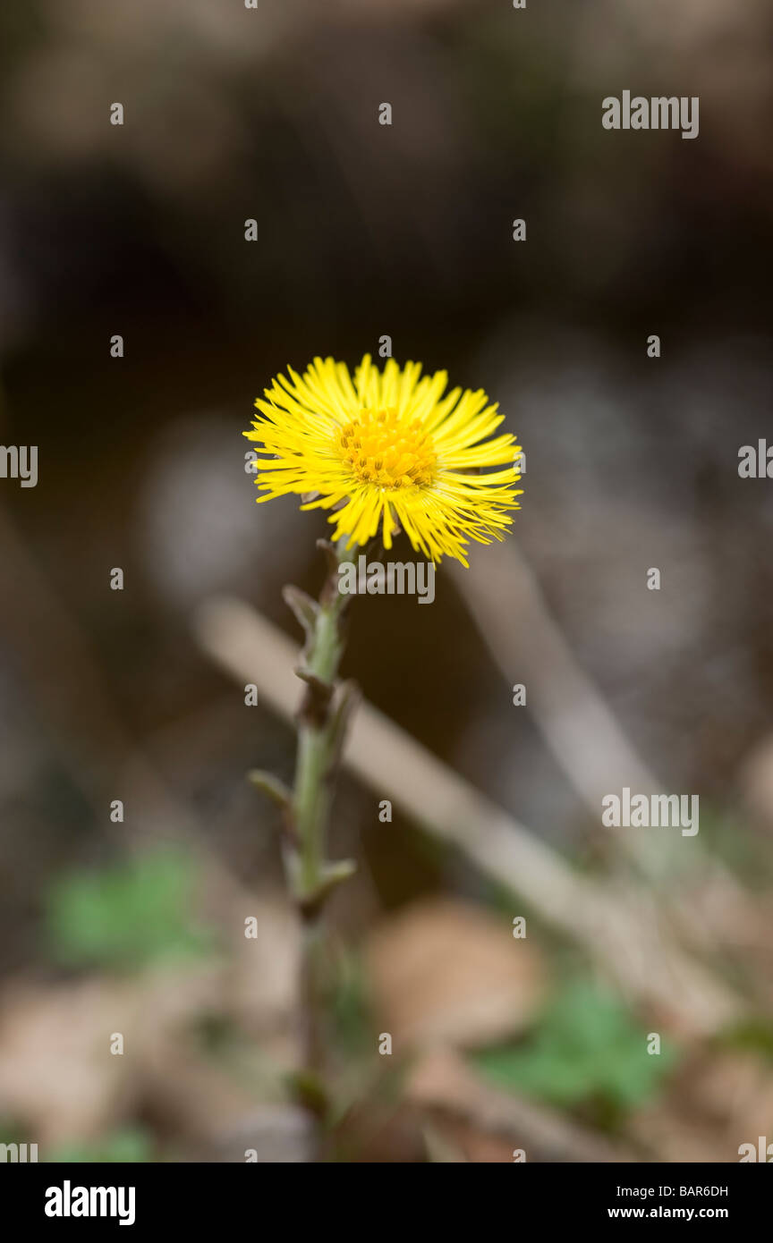 Foot flower hi-res stock photography and images - Alamy