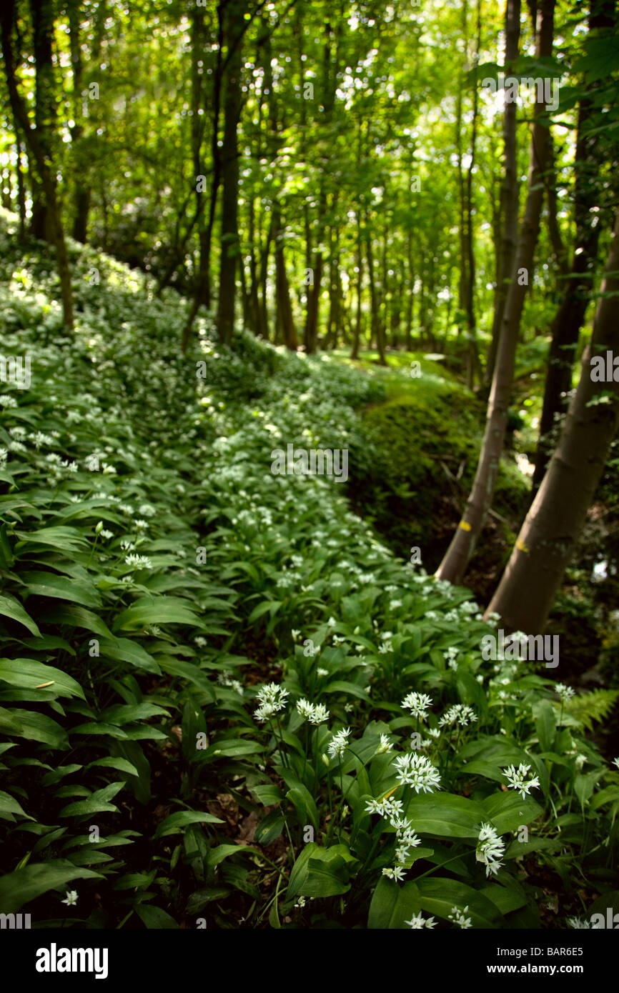 Woodland ramsons lancashire uk flowers hi-res stock photography and ...