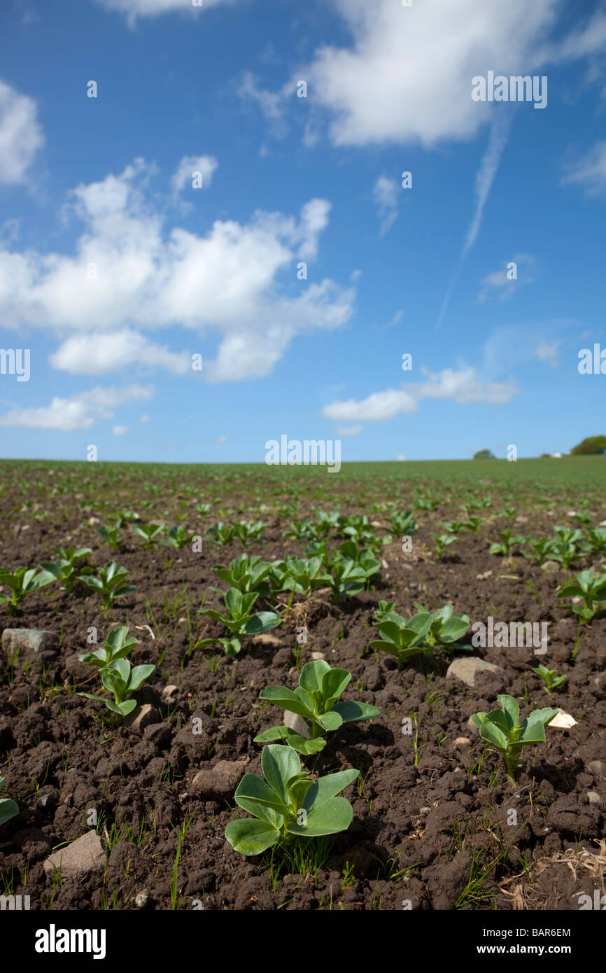 Crop farming uk hi-res stock photography and images - Alamy