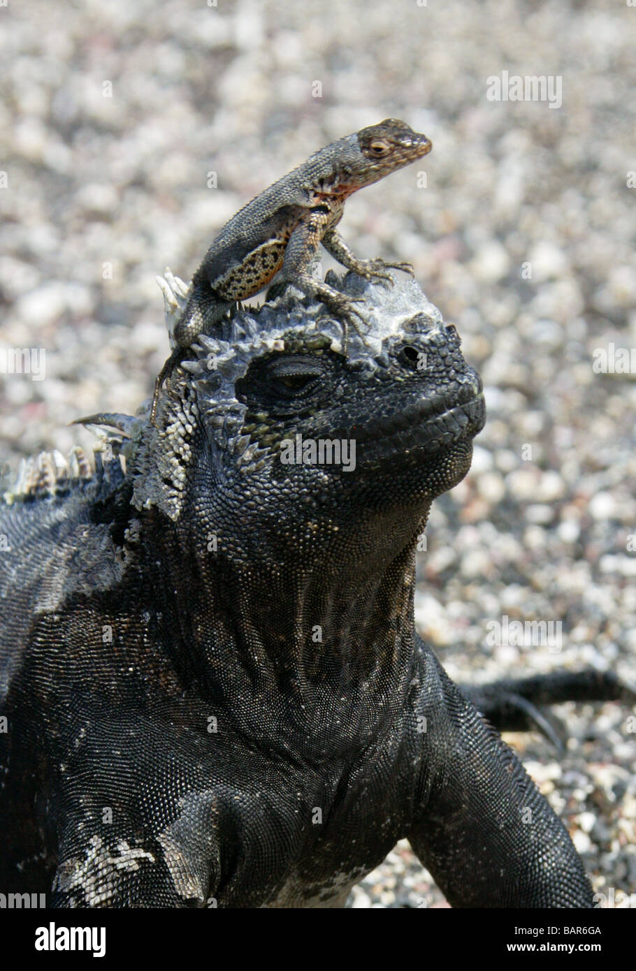 Lava Lizard (Microlophus albemarlensis) Using a Marine Iguana ...