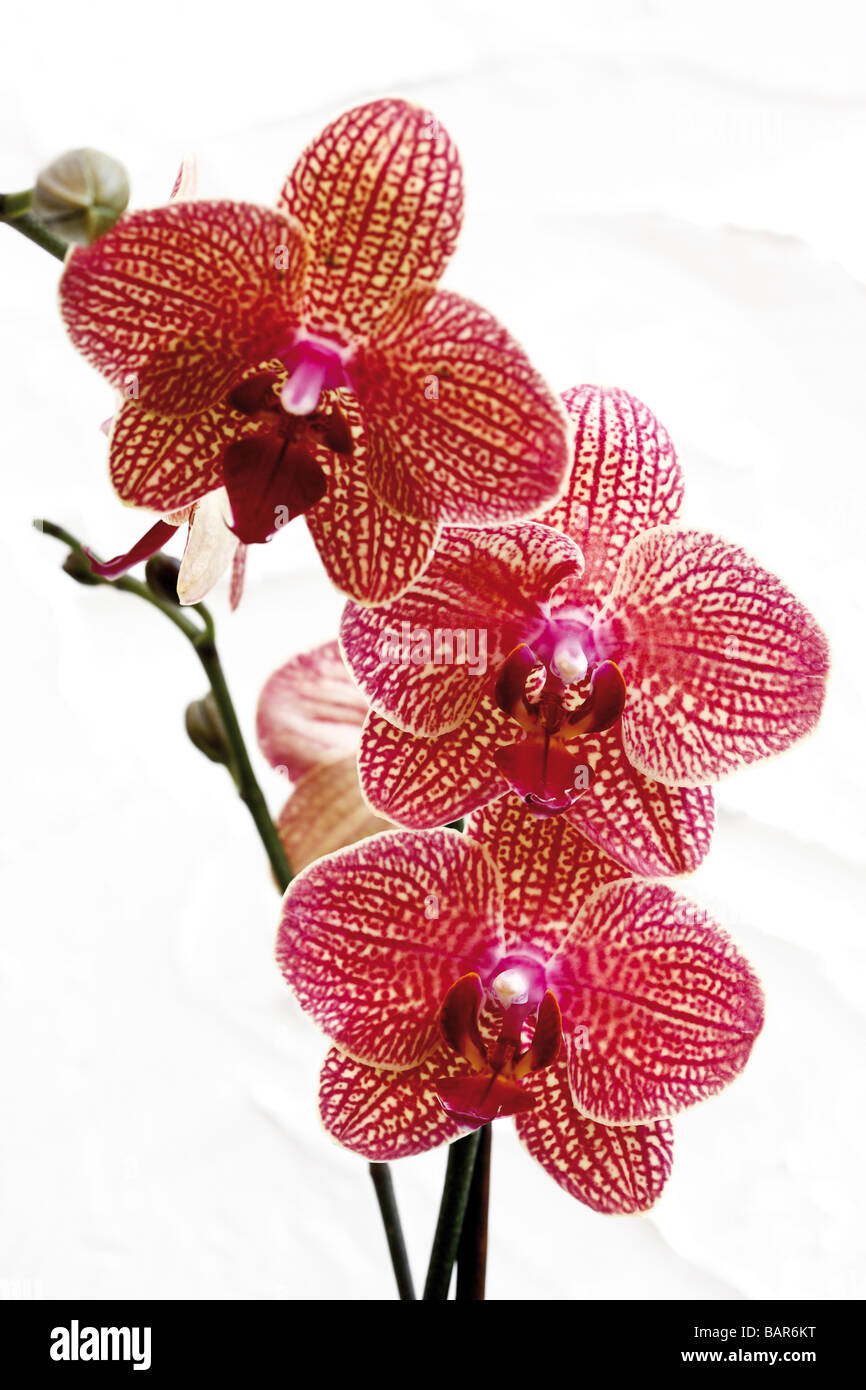 Plants with red spotted stems hi-res stock photography and images - Alamy