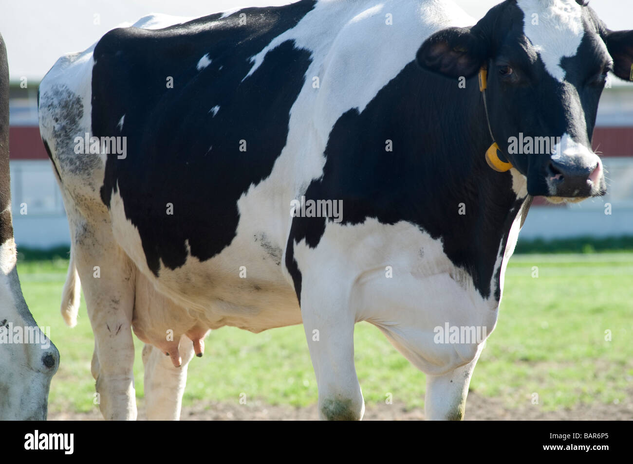 Cow meet hi-res stock photography and images - Alamy