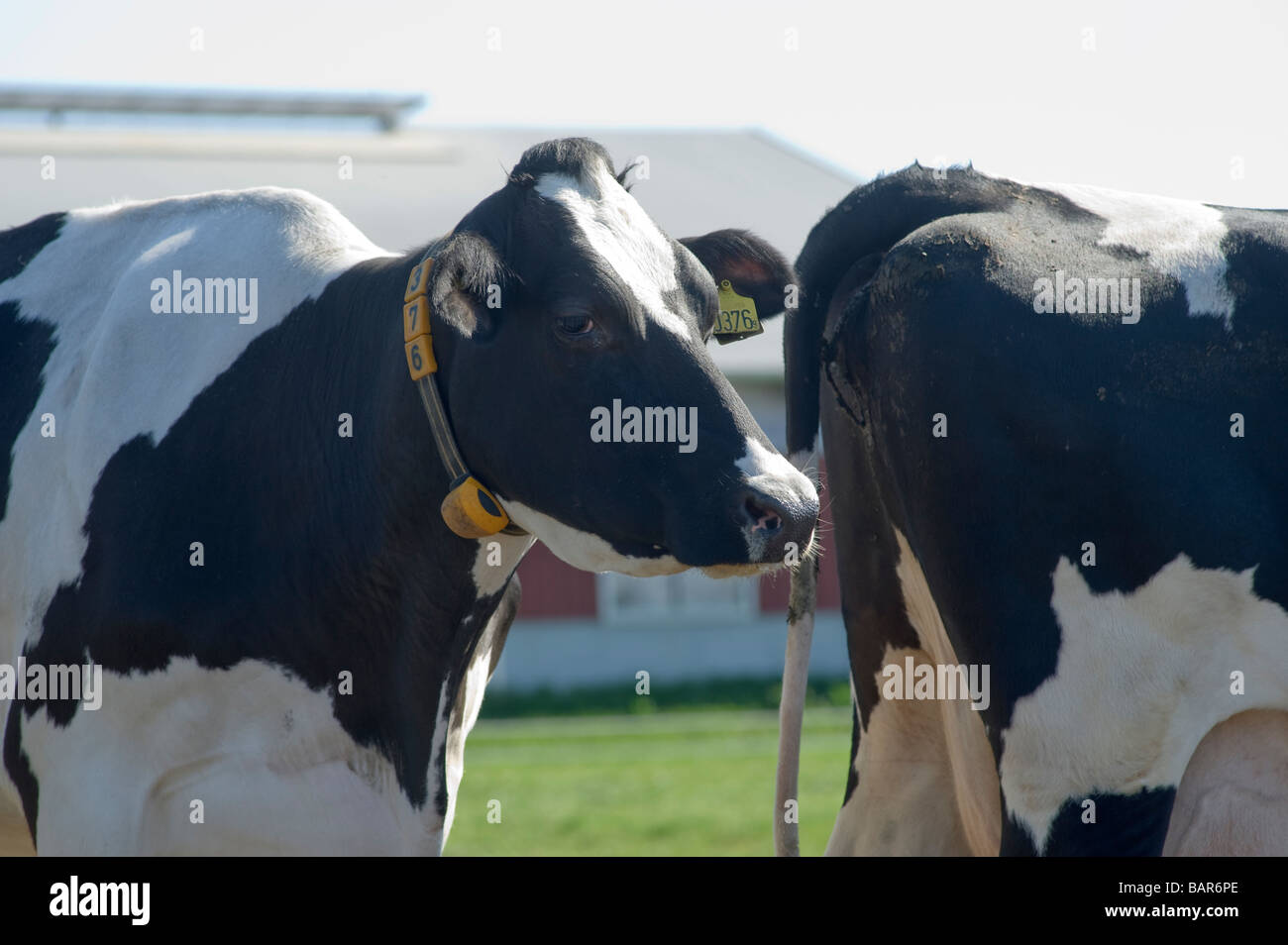 Swedish cow hi-res stock photography and images - Alamy
