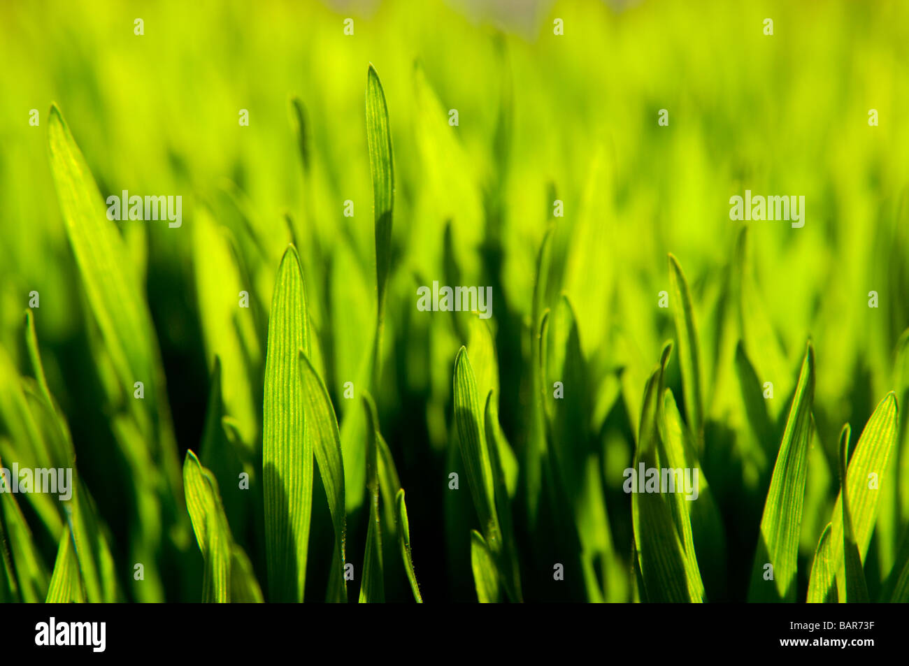 Wheat grass close-up Stock Photo - Alamy
